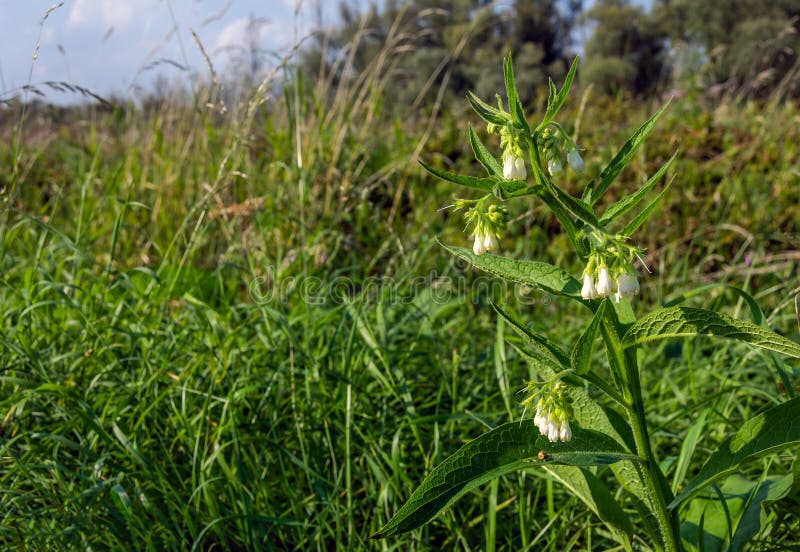 White Blooming Common Comfrey at the Slope of an Embankment Stock Photo ...