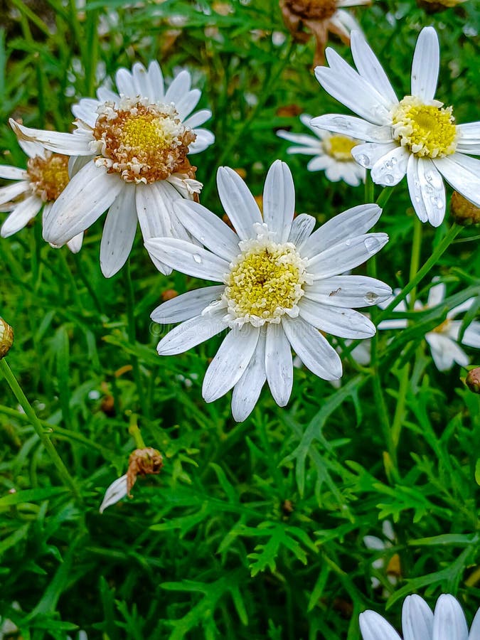 White Blooming Daisy with Droplets Stock Image - Image of daisy, fresh ...
