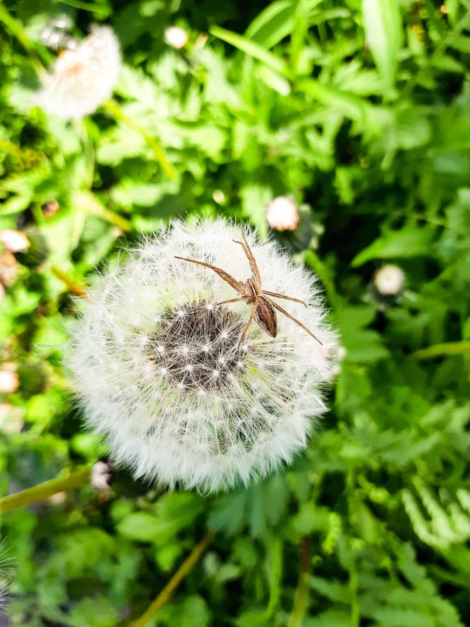 Dandelion, Spider Web and Soft Light Stock Photo - Image of morning ...