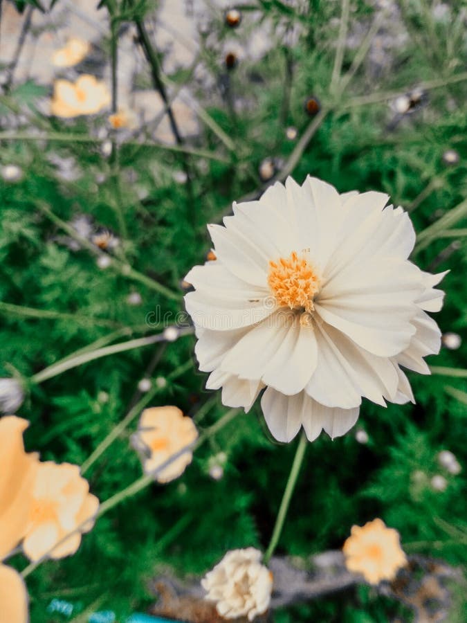 White Blooming Flower Flied Stock Photo - Image of plant, petal: 217153922