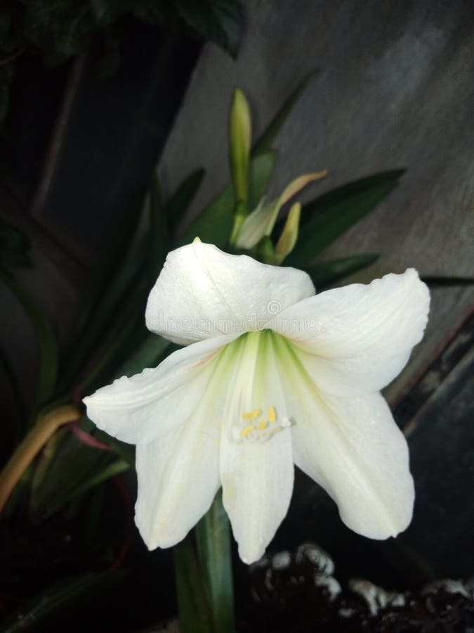 White Blooming Fliwer Stock Photos - Free & Royalty-Free Stock Photos ...