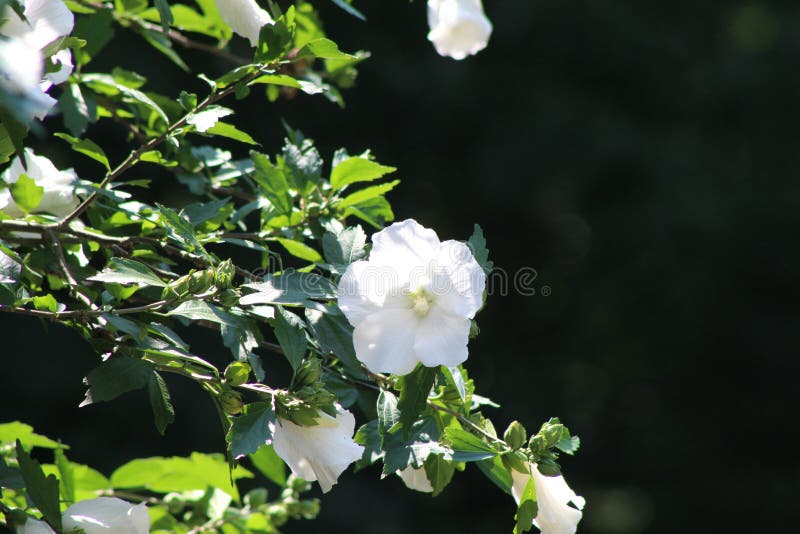 White Blooming Flower on a Large Rose of Sharon Stock Image - Image of ...