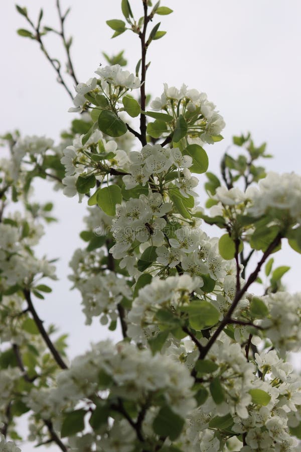 White, Blooming Flower on a Tree Branch in Spring, Vertical Stock Photo ...