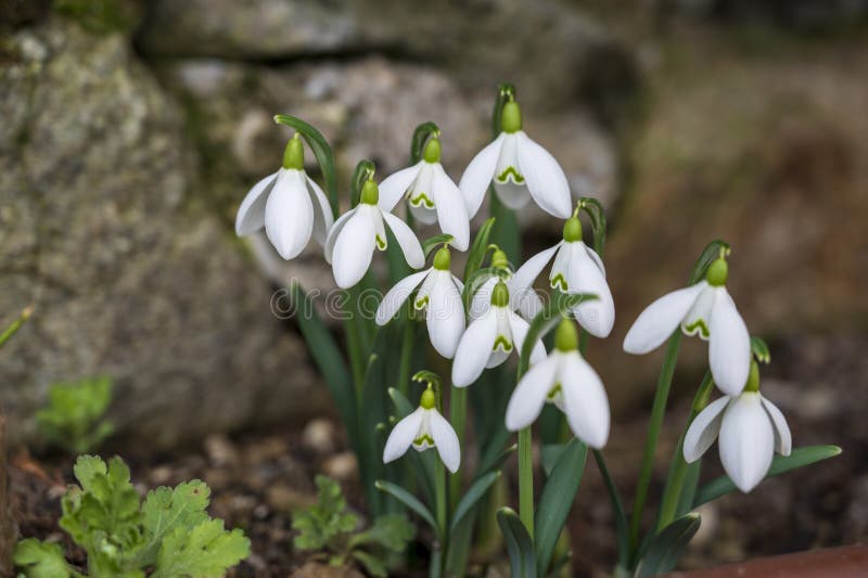 White Blooming Flowers of the Galanthus Plant Stock Image - Image of ...