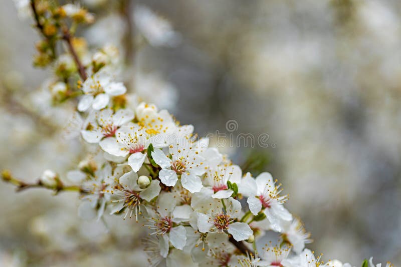 White Blooming Hawthorn Flowers in Early Spring Stock Image - Image of ...