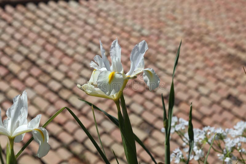 White Blooming Iris with Green Stems Stock Photo - Image of plant ...