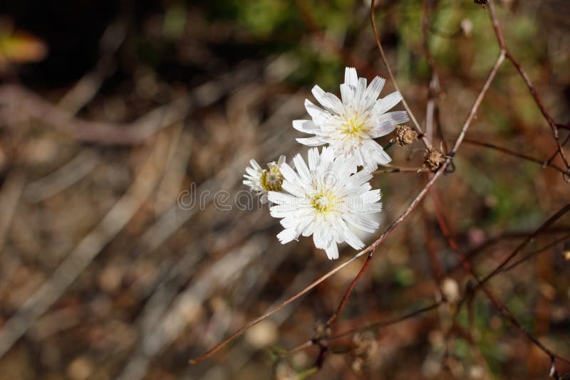 Malacothrix Saxatilis Bloom - Topanga Sp - 021021 B Stock Photo - Image ...