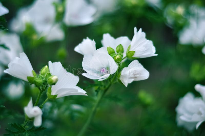 White Blooming Musk Mallow Flowers in the Garden Stock Photo - Image of ...
