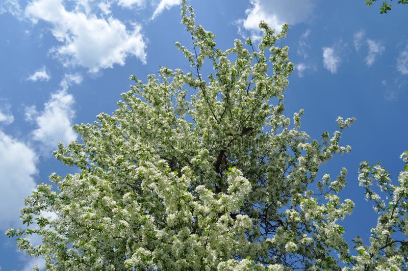White blooming pear tree stock photo. Image of flower - 56126466