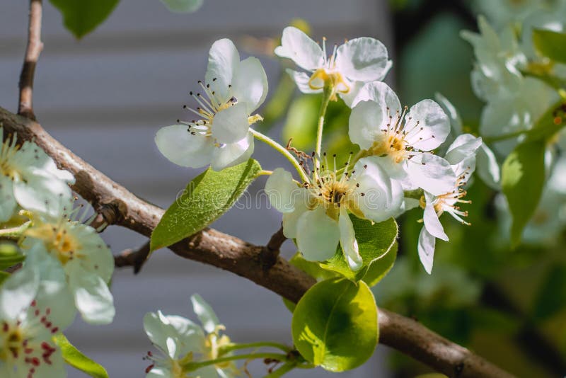 White Blooming Pear Tree. Spring Theme. Stock Image - Image of leaf ...