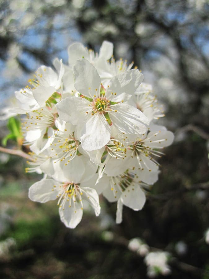 White Blooming Plum Tree, Lithuania Stock Photo - Image of tree, macro ...