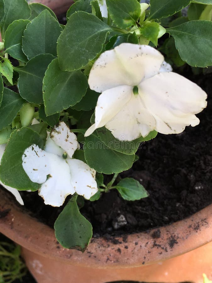 White Blooming Potted Plant Stock Image - Image of white, blooming ...