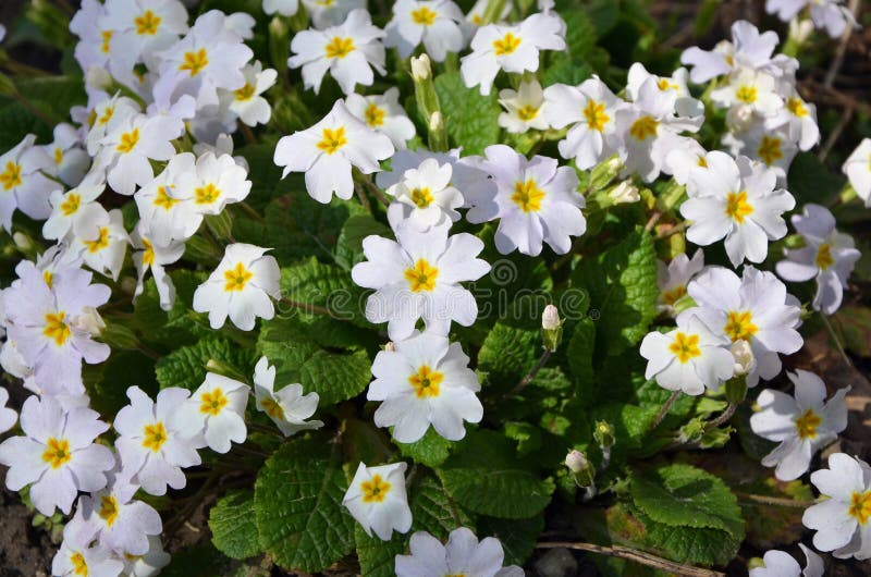 White Blooming Primrose on a Spring Flowerbed Stock Image - Image of ...