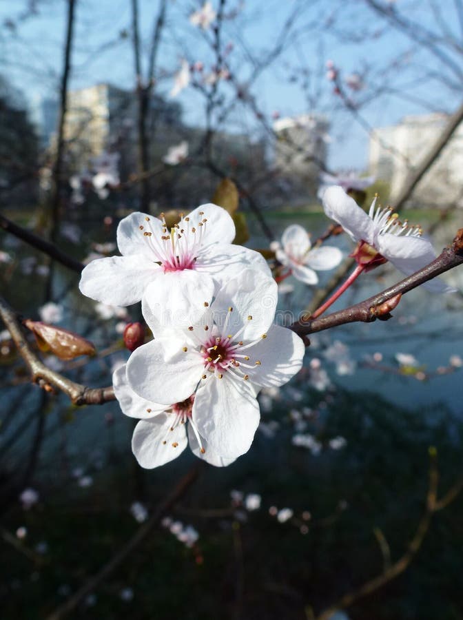A White Blooming Prunus in Spring Stock Photo - Image of colors, green ...