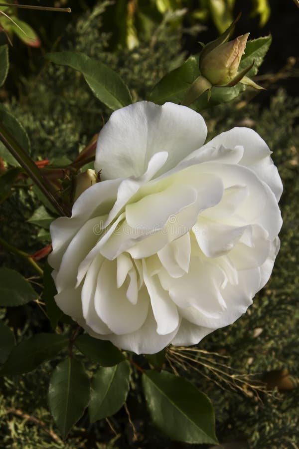 White Blooming Rose with a Bud Stock Image - Image of blooming, spring ...