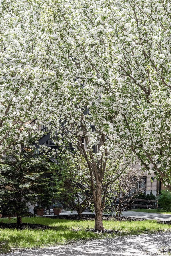 White Blooming Tree Growing in the Patio Stock Photo - Image of light ...