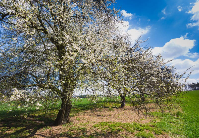 White Blooming Trees in Spring Stock Image - Image of rural, road ...