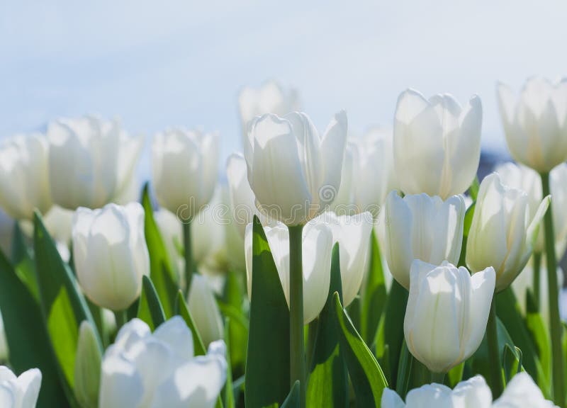 Tulips stock image. Image of spring, color, field, blossom - 19108281