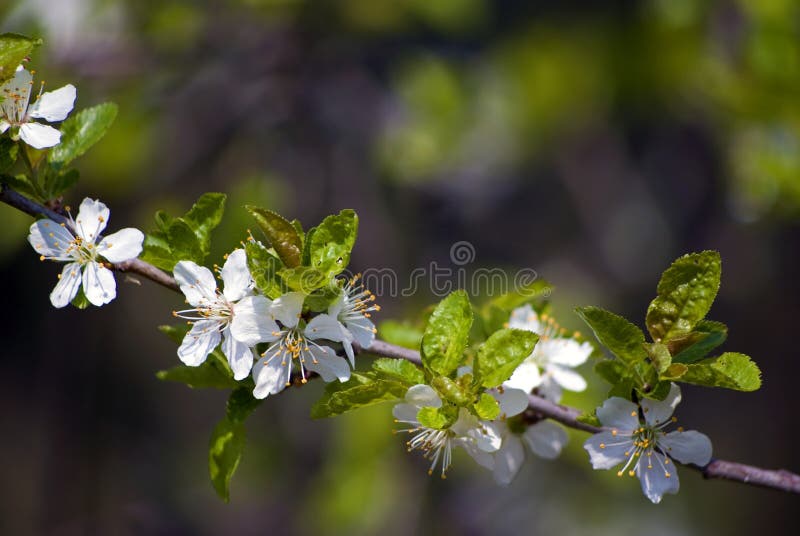 White blossom stock image. Image of petal, tree, branch - 13348421