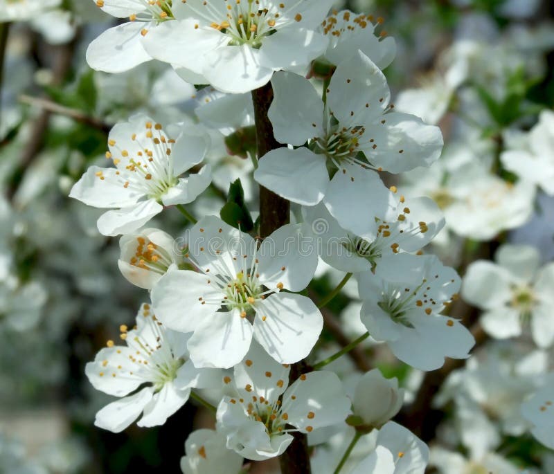White blossom stock photo. Image of branch, mirobolam - 19246668
