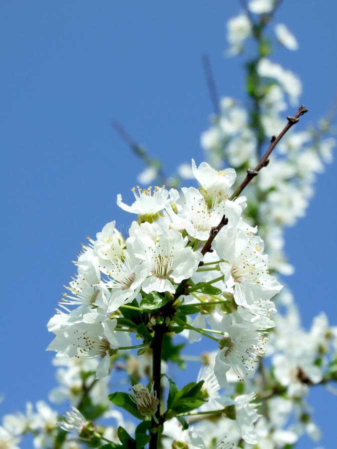 White blossom stock photo. Image of branch, mirobolam - 19246668