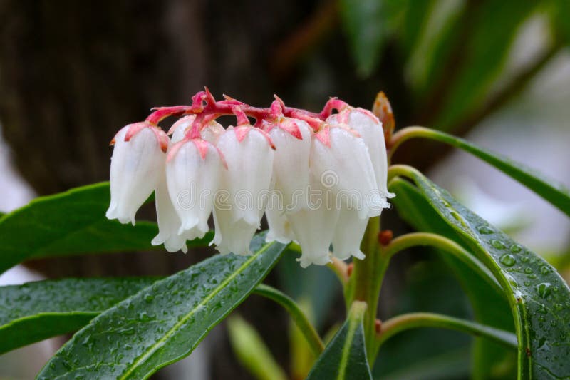 White Bell Blossom Andromeda 04 Stock Photo - Image of outdoor ...