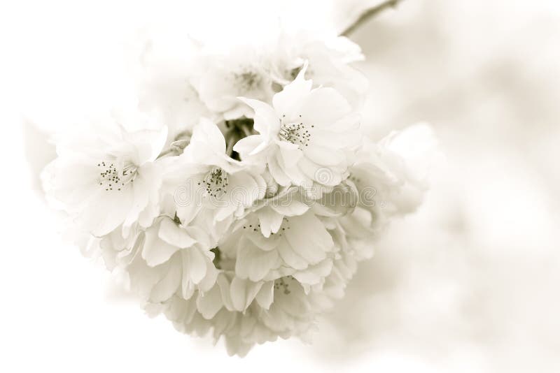 White Blossom Branch stock image. Image of countryside - 14095939