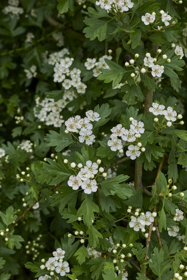 Crataegus Monogyna in Bloom Stock Photo - Image of environment, mother ...