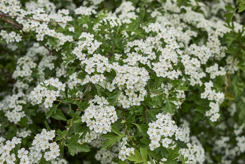 Crataegus Monogyna in Bloom Stock Photo - Image of monogyna, pink ...