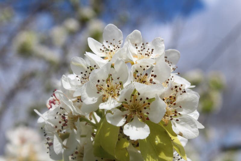 White, Blossom, Flower, Spring Picture. Image: 114297108