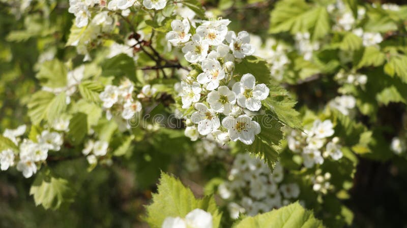 White Blossom of Hawthorn in Spring on Tree Branches Stock Image ...