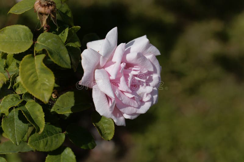 White Blossom of a Kathleen Harrop Rose Stock Image - Image of kathleen ...