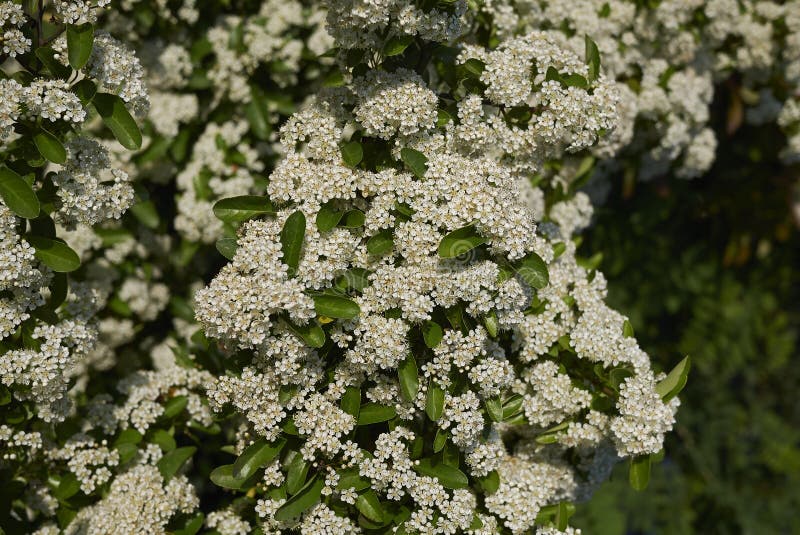 Pyracantha shrub in bloom stock image. Image of fresh - 155317209