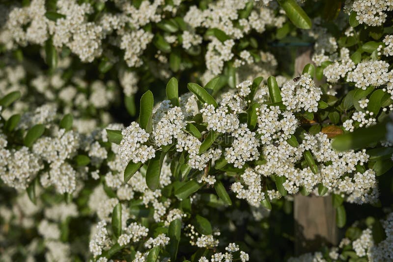 Pyracantha shrub in bloom stock photo. Image of botany - 155317210