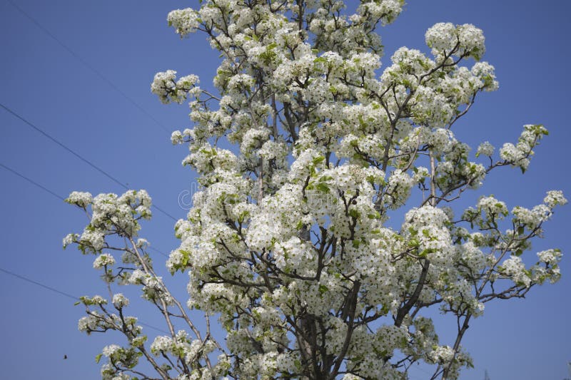 Pyrus Calleryana Tree in Bloom Stock Photo - Image of pattern ...
