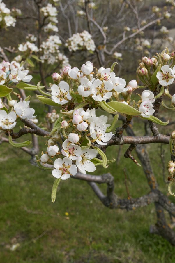 Pyrus communis in bloom stock photo. Image of inflorescence - 246600140
