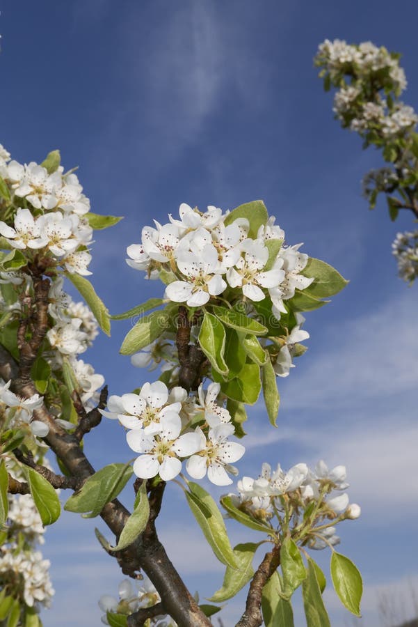 Pyrus communis in bloom stock image. Image of flora - 246600173