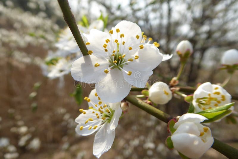 Blossom, White, Spring, Branch Picture. Image: 115316774