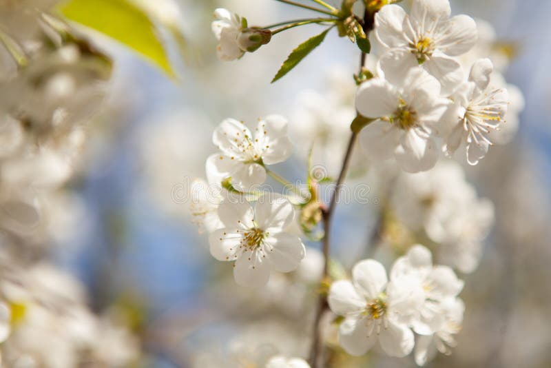 White Blossom on a Tree. Blooming Cherry Stock Image - Image of fresh ...