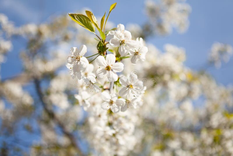 White Blossom on a Tree. Blooming Cherry Stock Photo - Image of ...