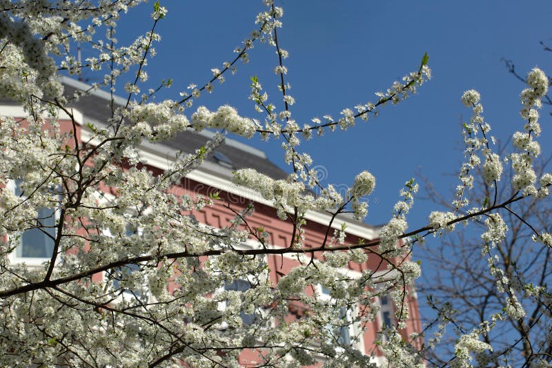 White Blossom Tree Branches in Front of Historic Building in Springtime ...