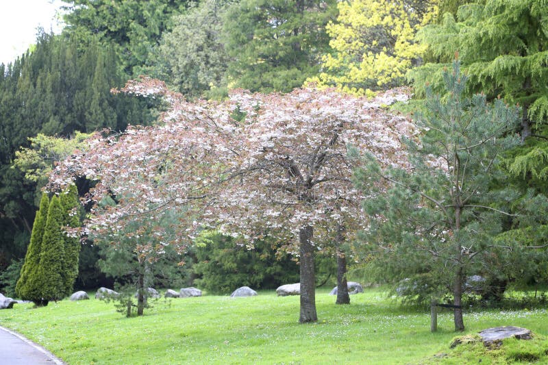 White Blossom Tree in Full Bloom in Springtime Stock Photo - Image of ...