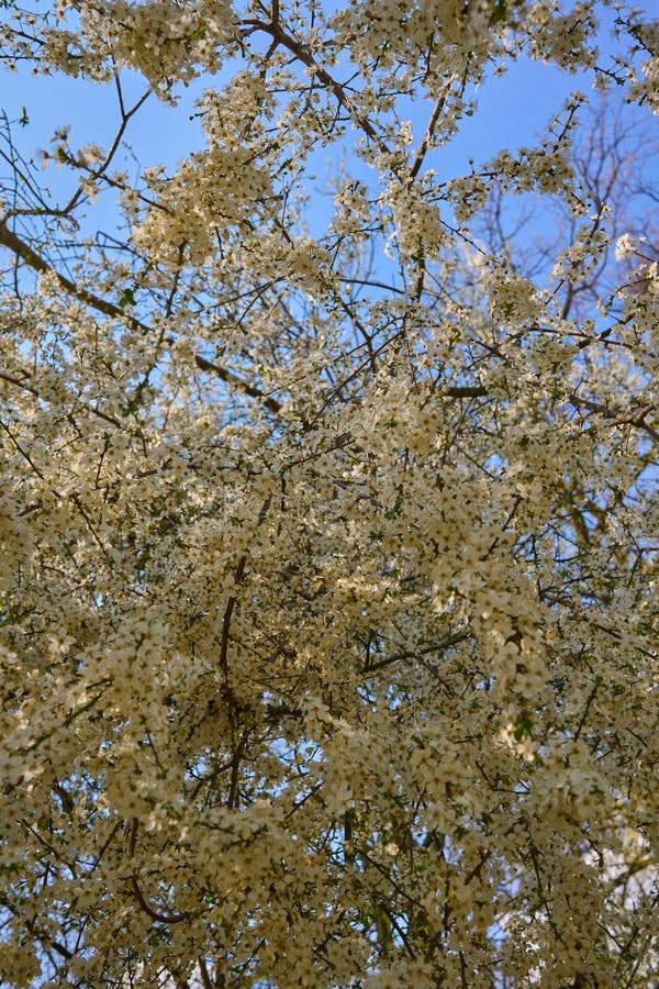 White Blossom Tree in Spring Stock Image - Image of sunlight, vibrant ...
