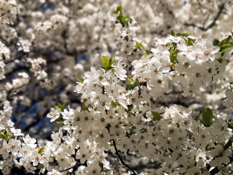 White Blossom Trees in Springtime Stock Image - Image of beauty, green ...