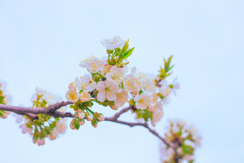 Sakura Fruit, Sakuranbo, Cherry Blossoms Tree, Nature Stock Photo ...