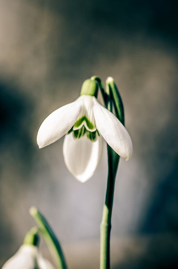 Snowdrop from Worms Eye View Stock Image - Image of perspective, green ...