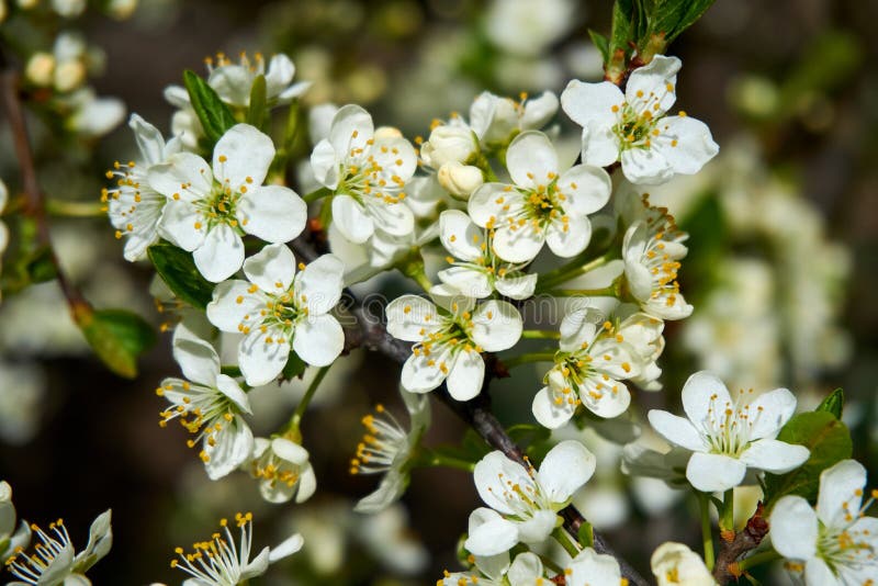 White Blossoming Tree. Beautiful Spring Cherry Blossom, Flower ...