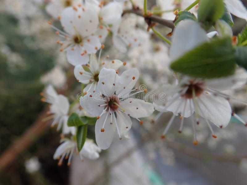 White Blossoming Tree Branch in the Spring Stock Photo - Image of ...
