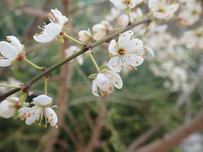 White Blossoming Tree Branch in the Spring Stock Image - Image of ...