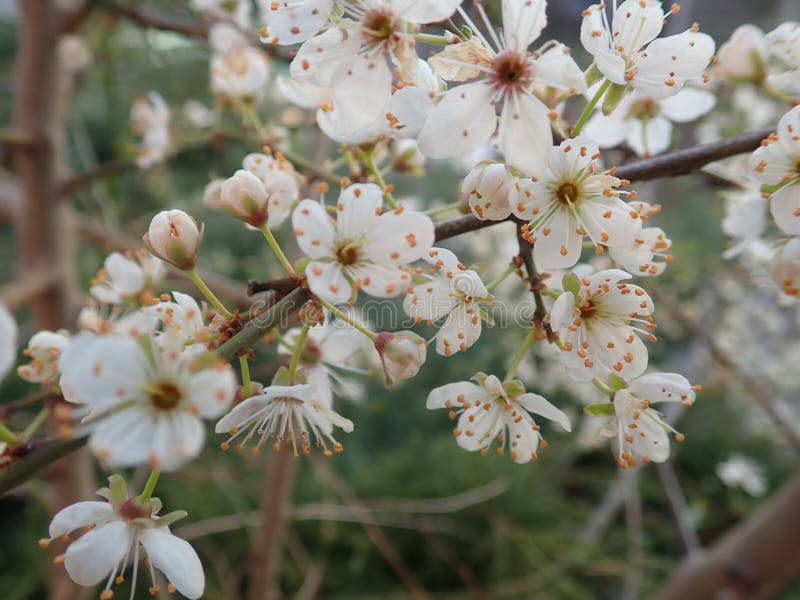White Blossoming Tree Branch in the Spring Stock Photo - Image of fresh ...